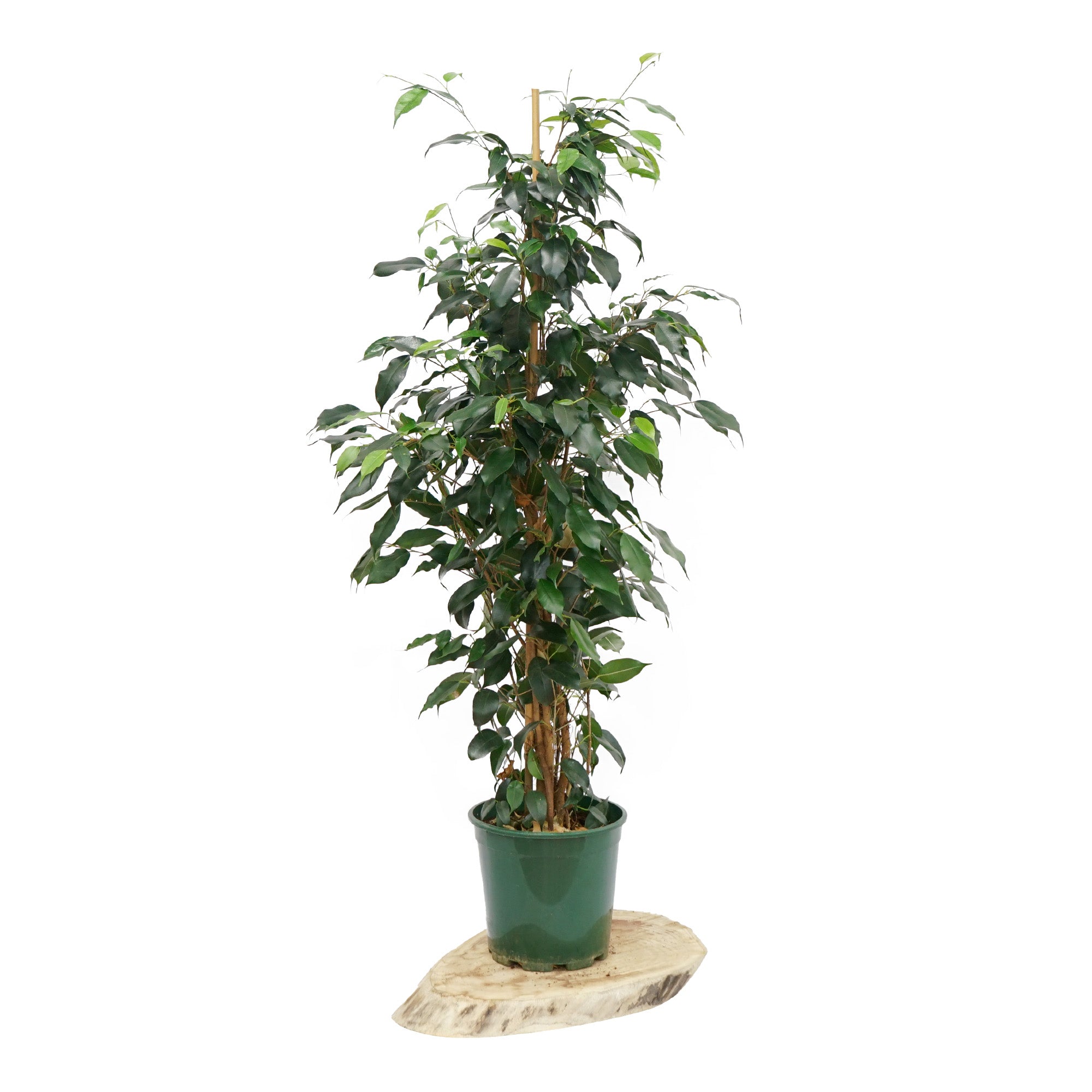 Ficus Benjamin - Plantes d'intérieur | Boby la Plante – bobylaplante